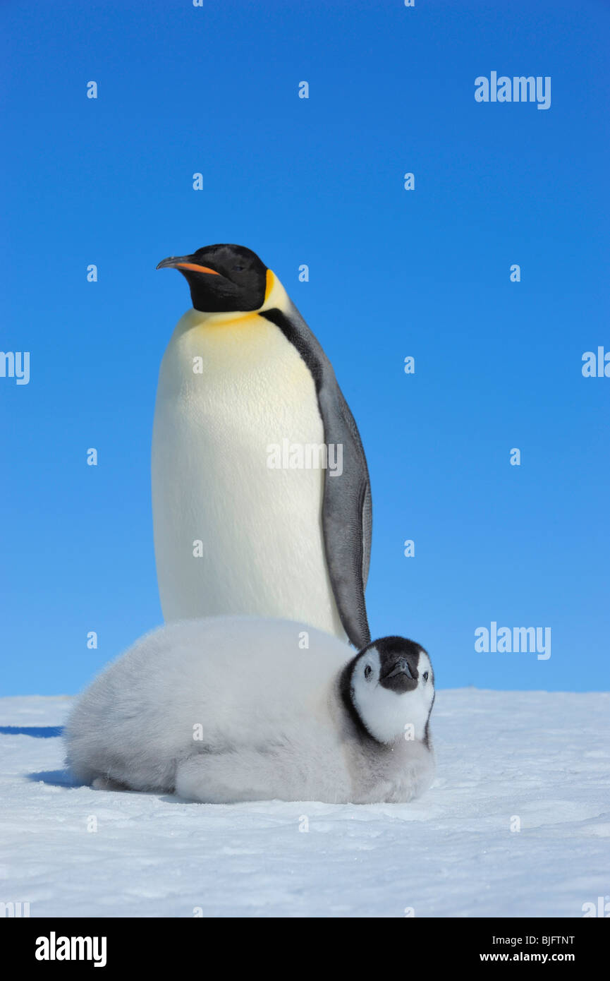 Baby penguin face hi-res stock photography and images - Alamy