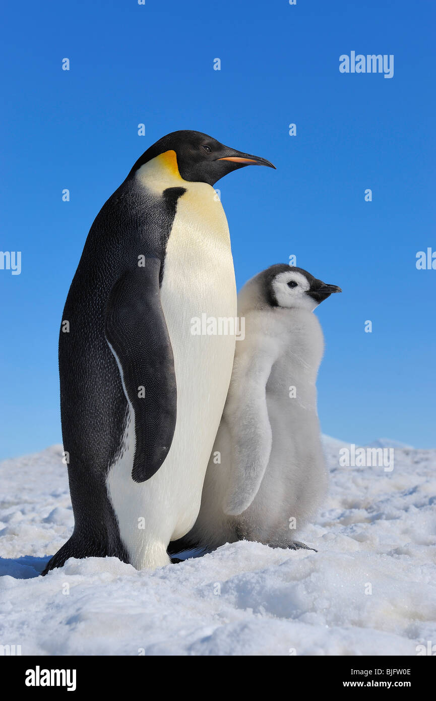 Adult emperor penguin chicks hi-res stock photography and images - Alamy