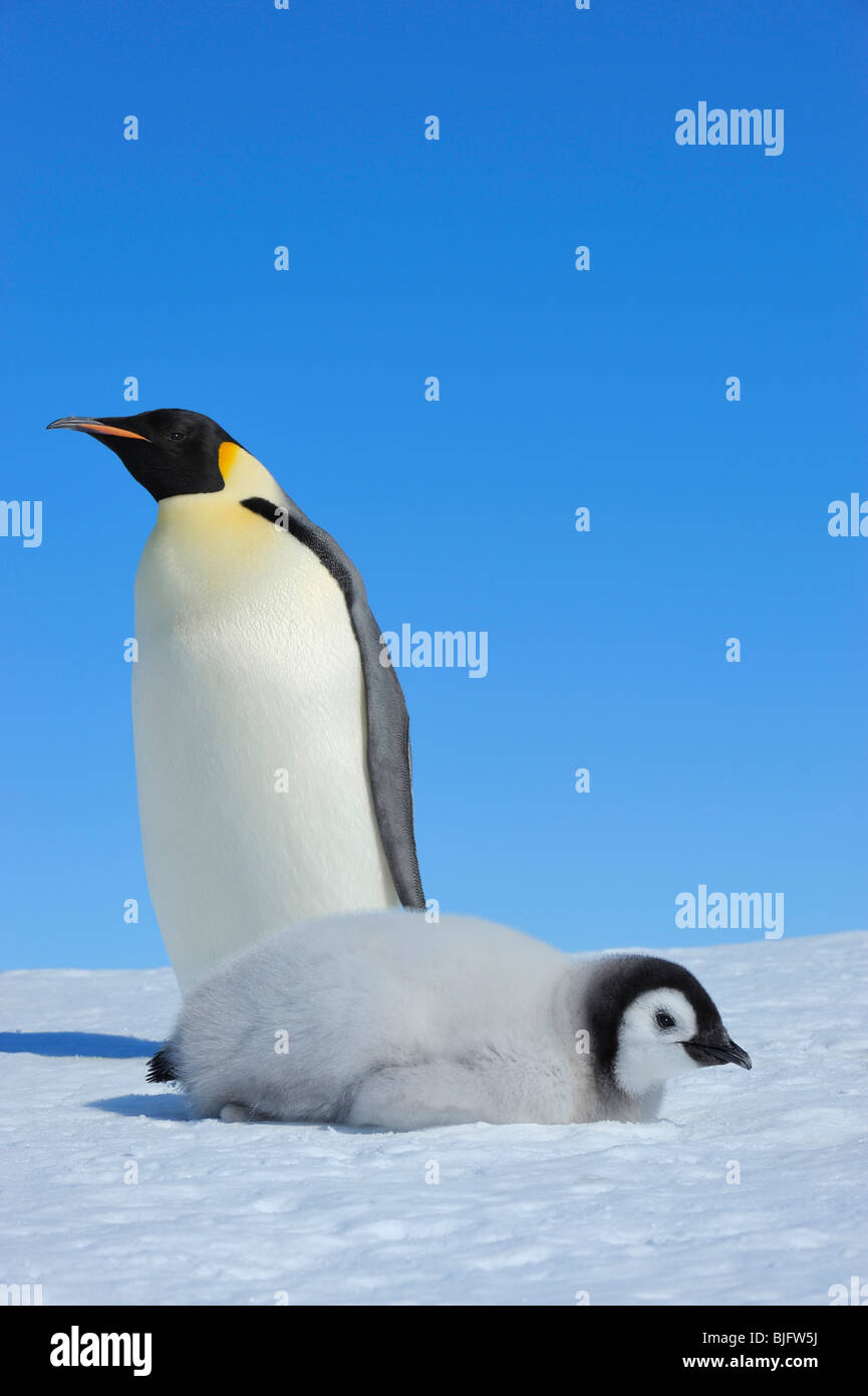 Penguin Lying Down High Resolution Stock Photography and Images - Alamy