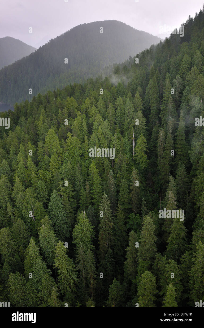 Rainforest aerial, Rivers Inlet, BC, Canada Stock Photo - Alamy