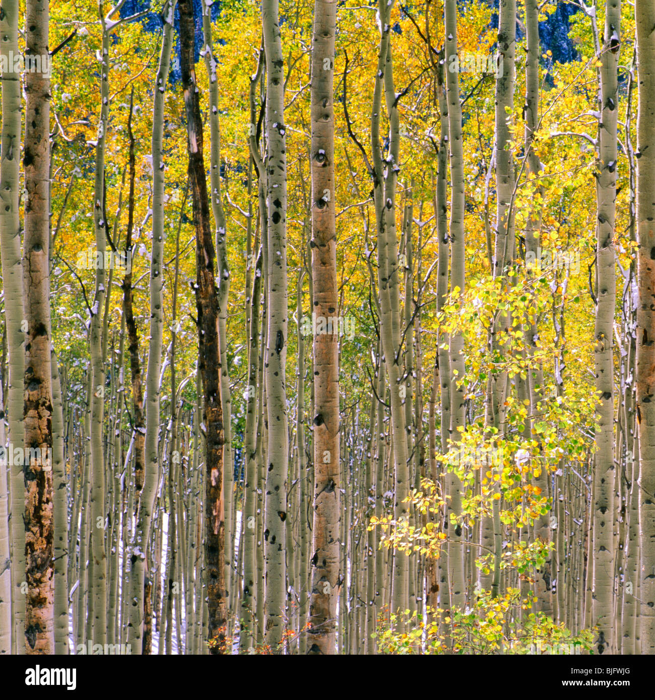 Aspen tree trunks hi-res stock photography and images - Alamy