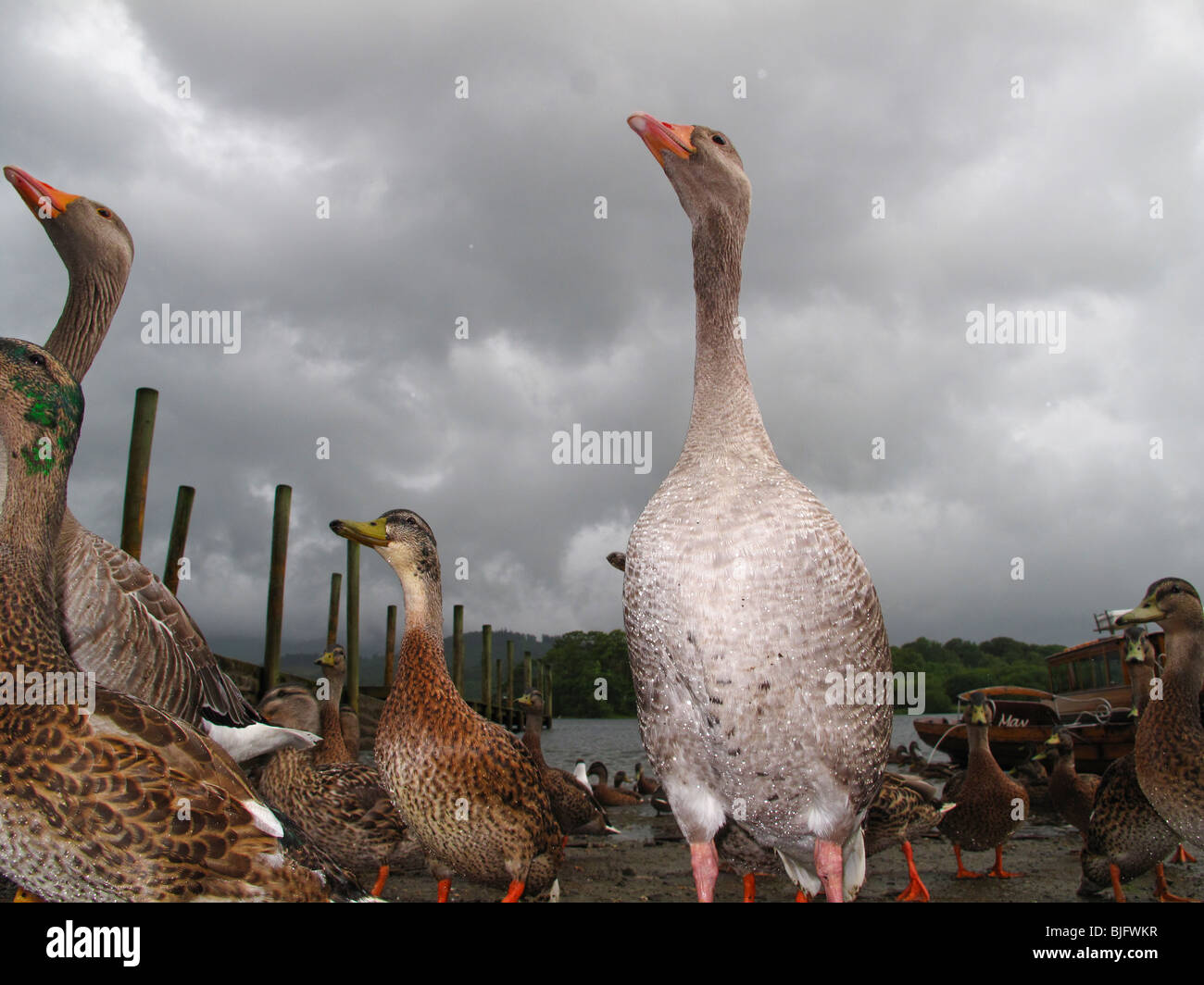 Mallard ducks search food on hi-res stock photography and images - Alamy