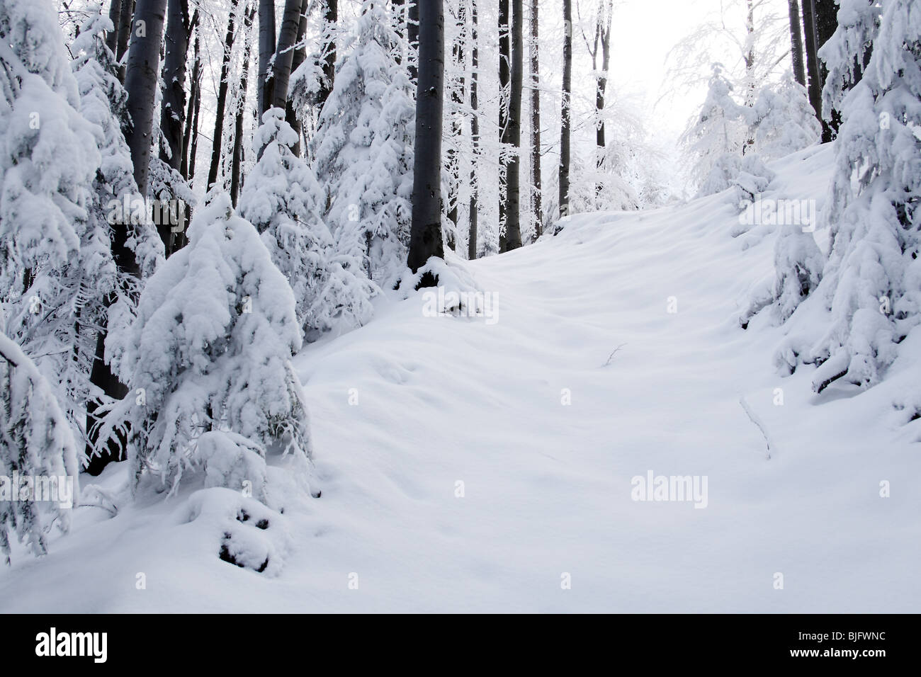 Poland winter forest hi-res stock photography and images - Alamy