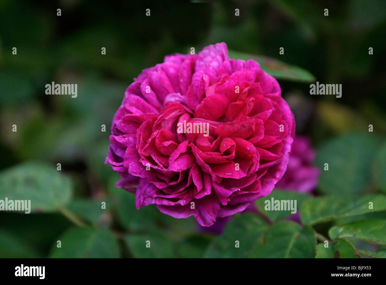 Brightly Coloured Red rose with bright pink edges Stock Photo - Alamy