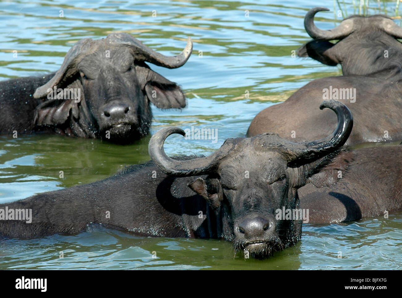 Buffalo lie in the sun along the Kasinga Channel. Kasinga Channel ...