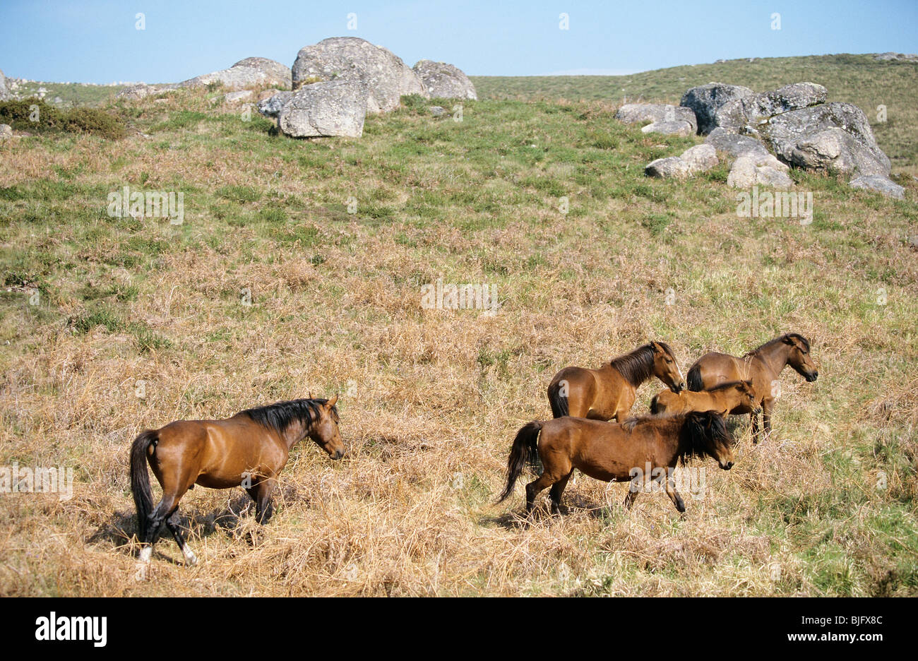 Group of garrano horses hi-res stock photography and images - Alamy