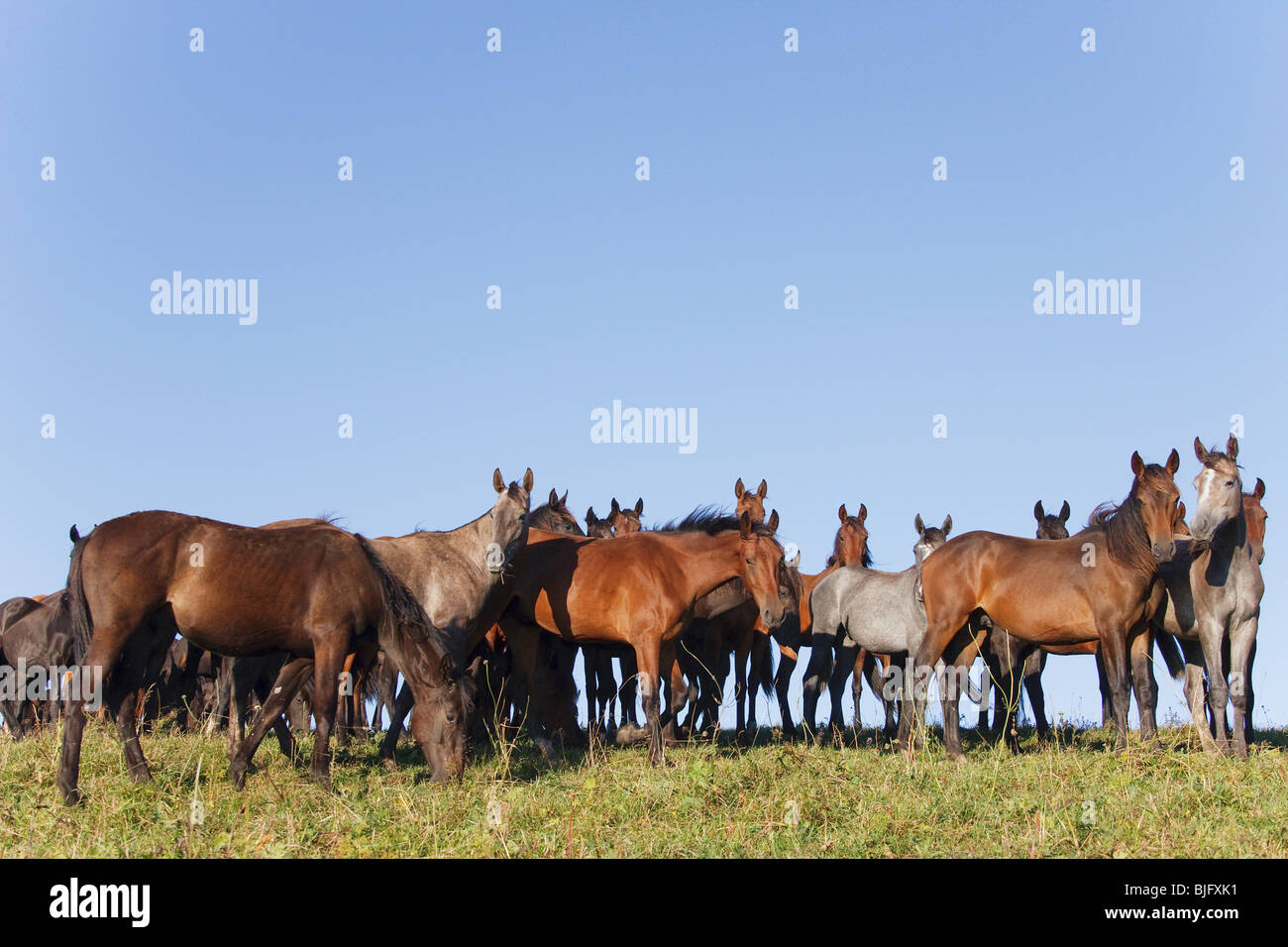 Kabardinian horses herd standing Stock Photo - Alamy
