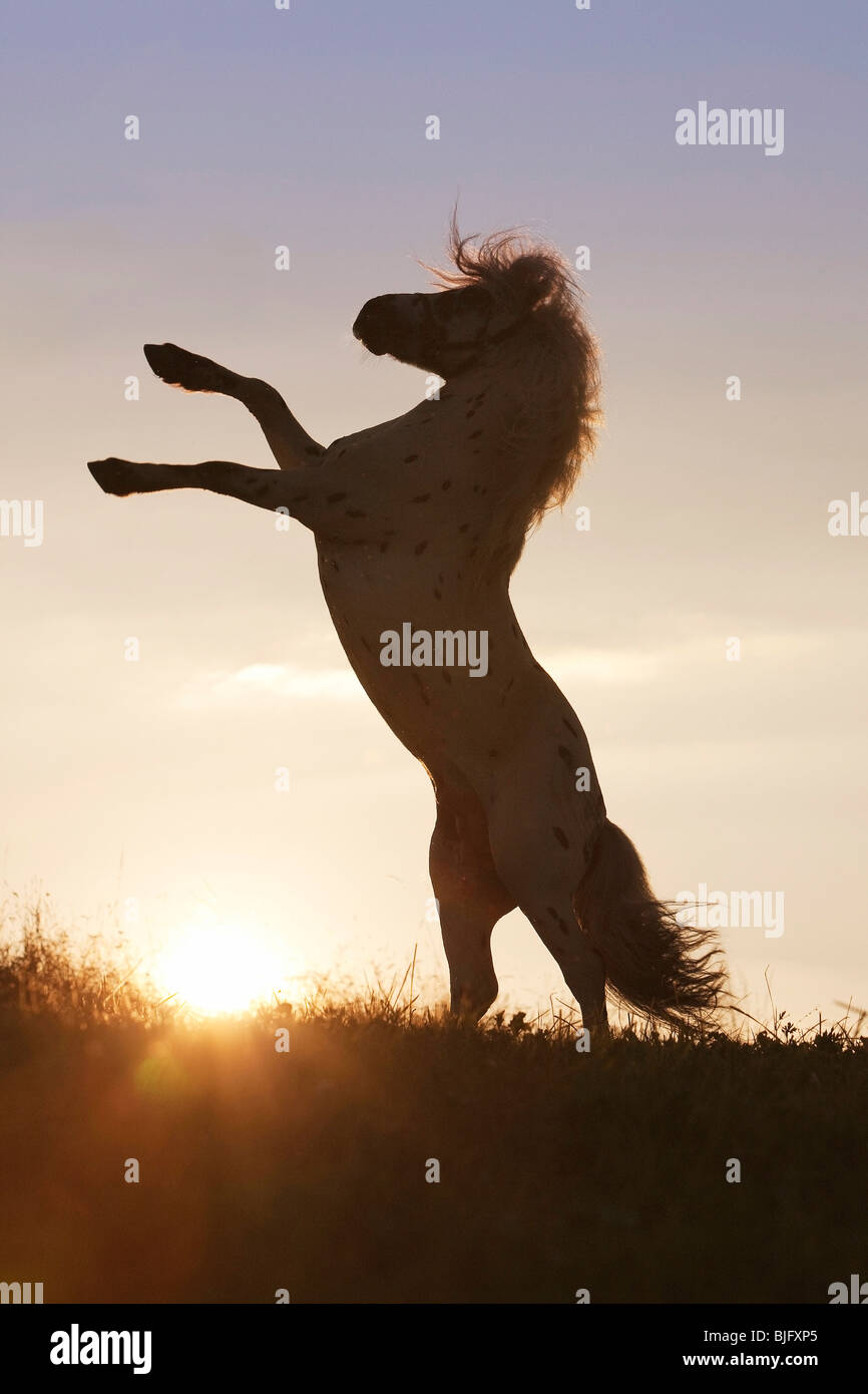 Black Horse Rearing In Sunset