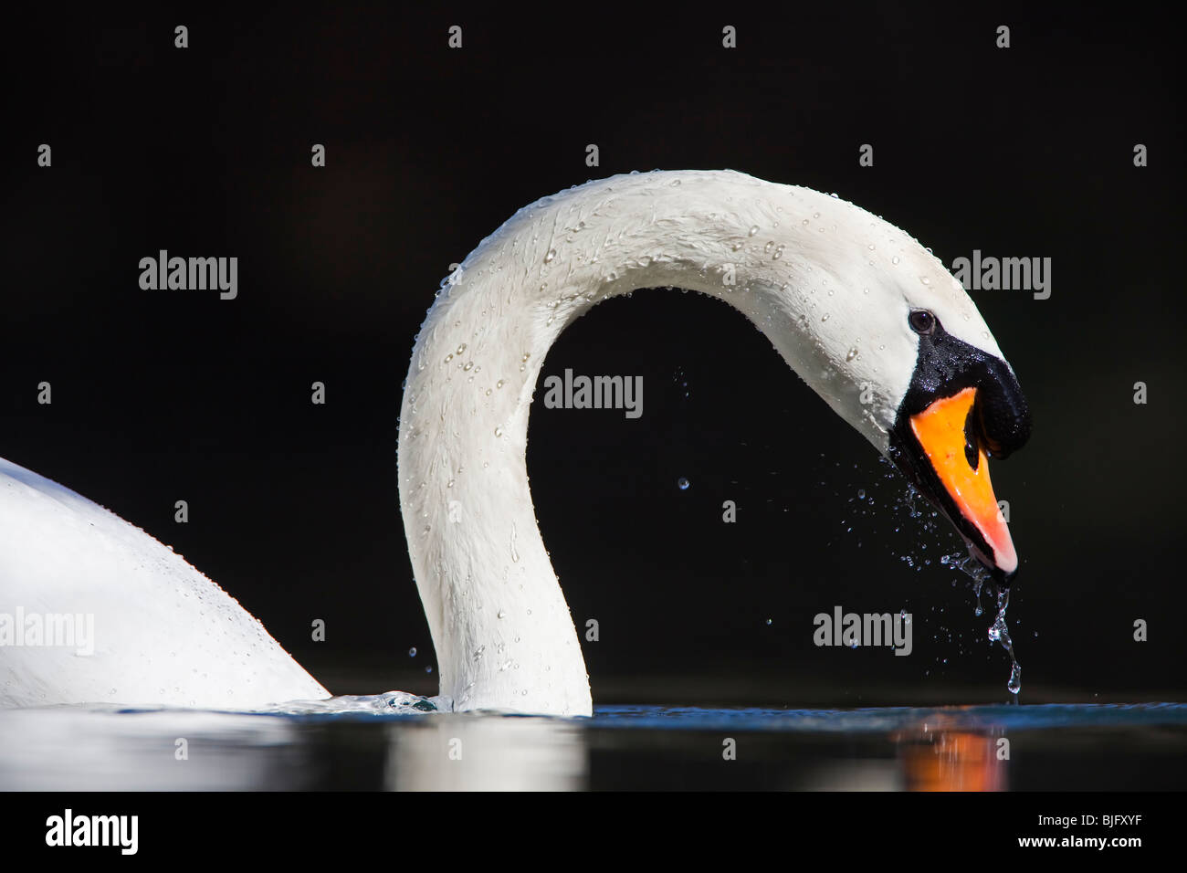 Mute swan low level head and shoulders shot with water running off it's ...