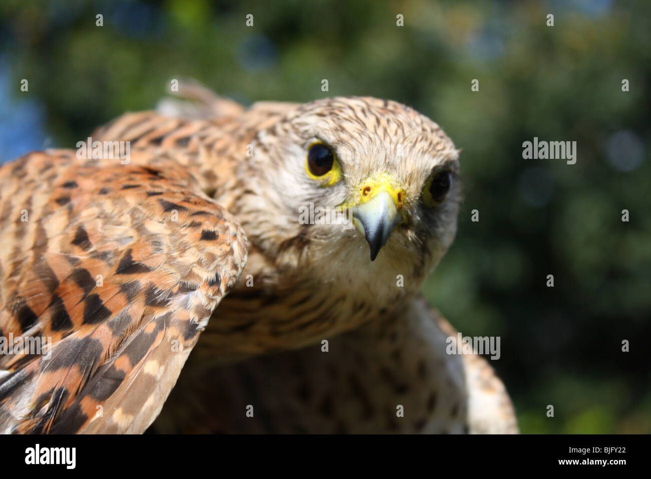 Falko hi-res stock photography and images - Alamy