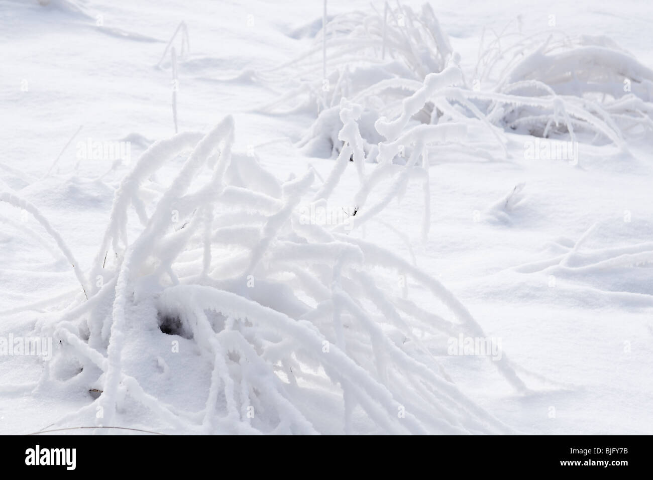 Tuft grass hi-res stock photography and images - Alamy