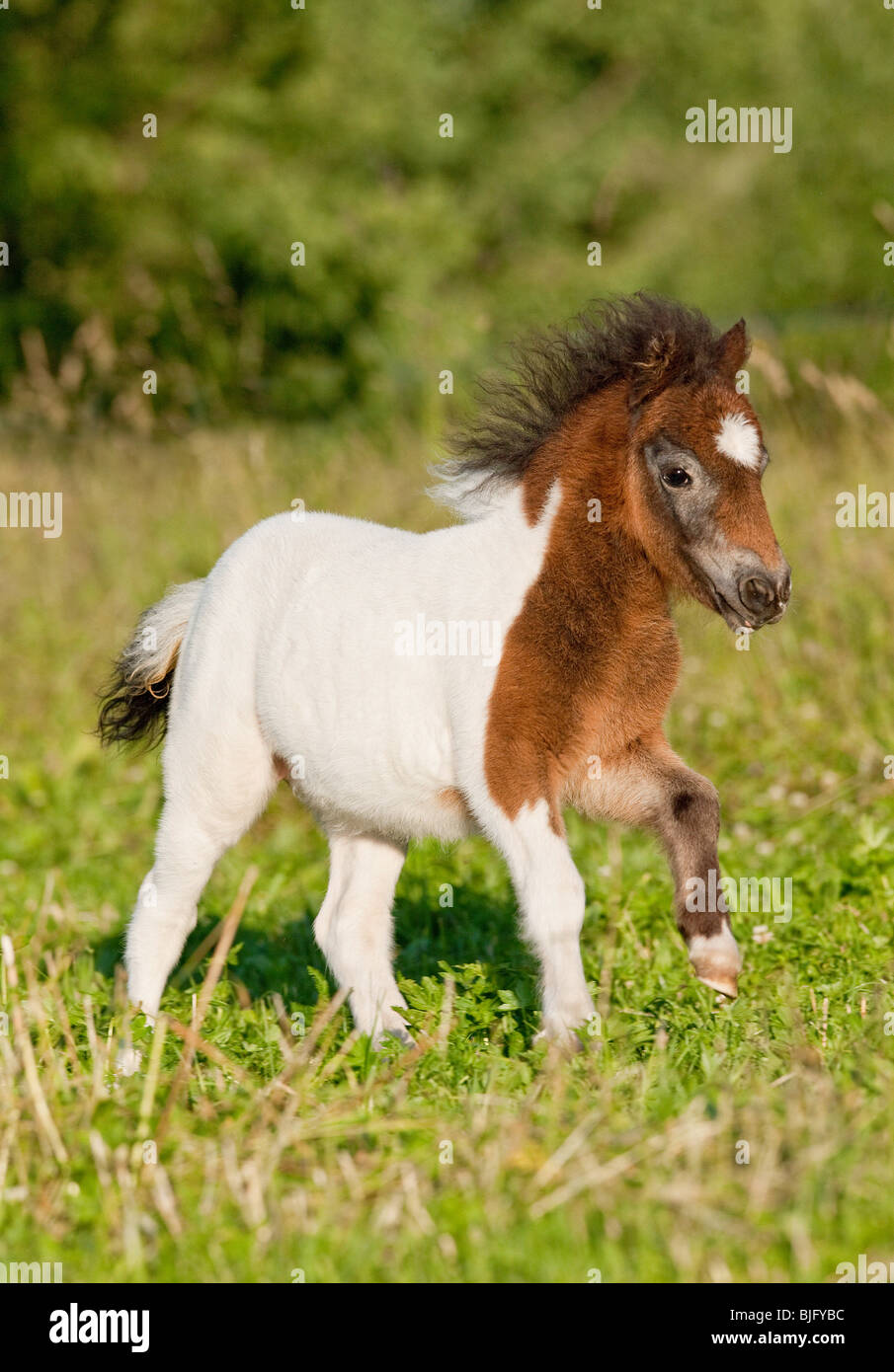 Pony horse foal gallop hi-res stock photography and images - Alamy