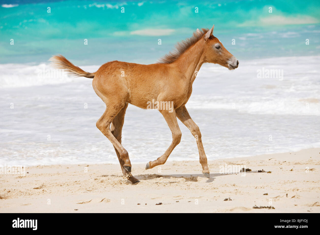 Pony galloping beach Stock Photo - Alamy