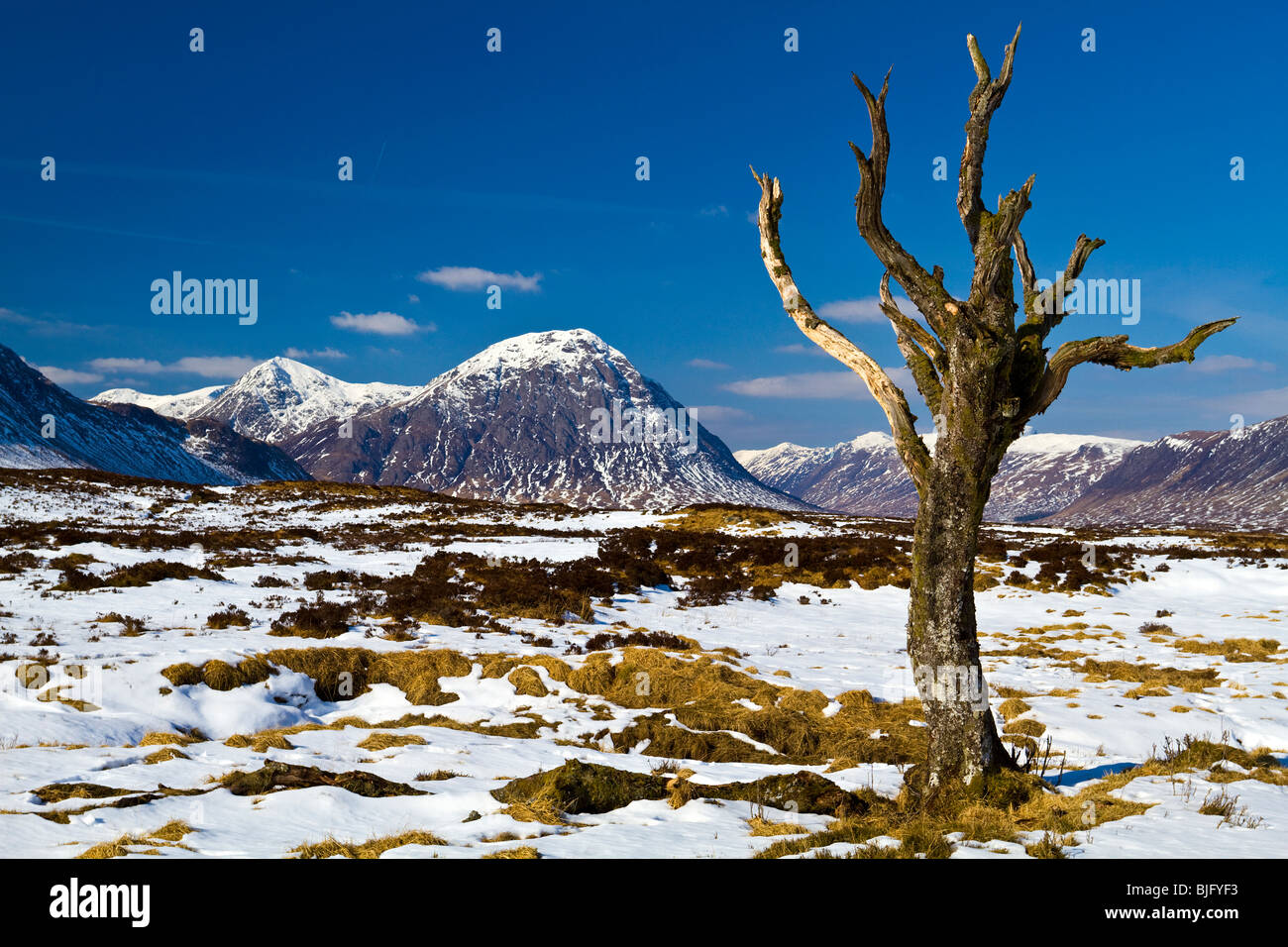 Dead Tree On Rannoch Moor II Stock Photo - Alamy
