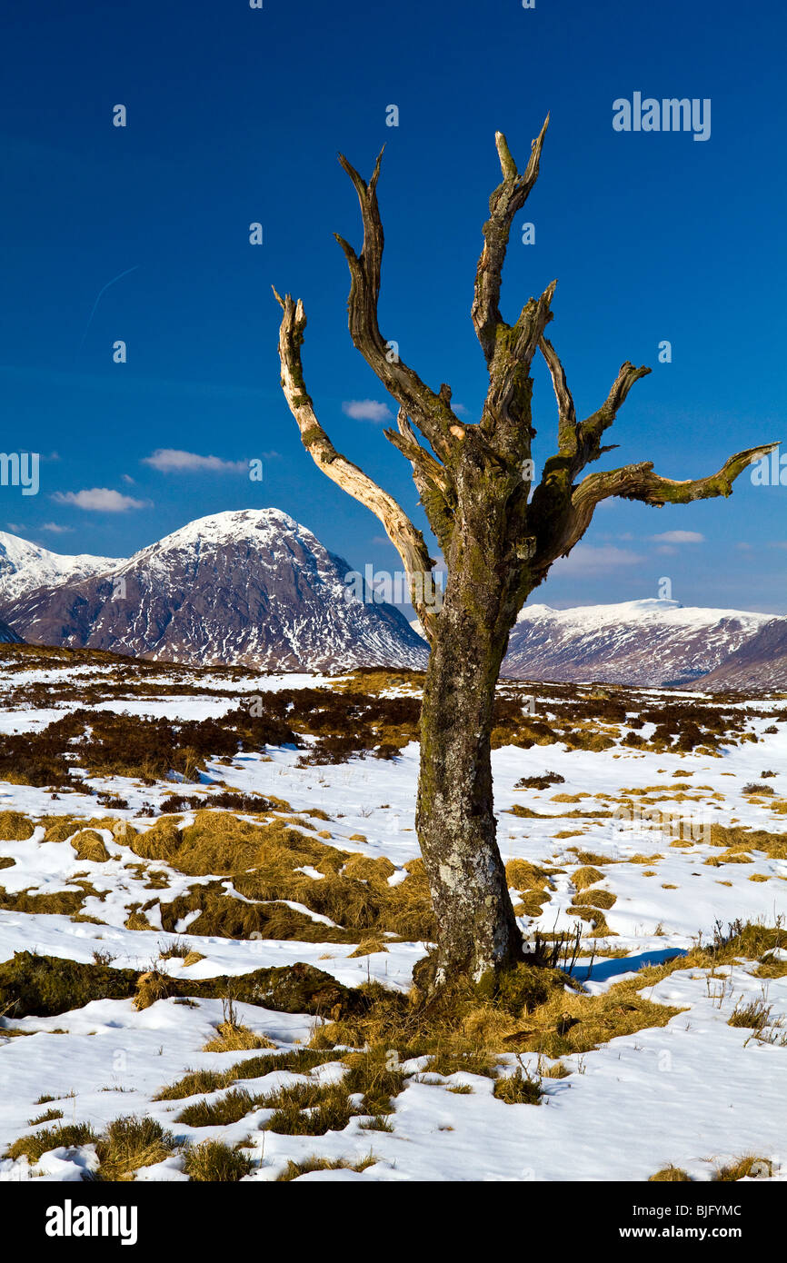 Dead Tree On Rannoch Moor Stock Photo - Alamy