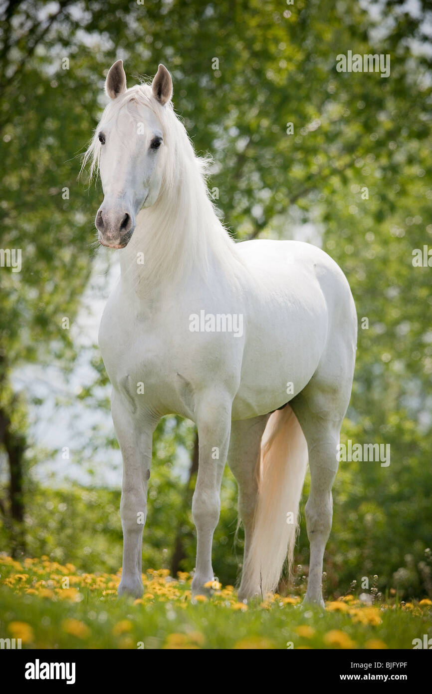 Purebred Andalusian Horse. Gray stallion standing on a pasture. Romania ...