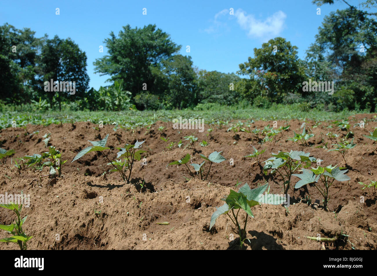 Crops growing. Ssese Islands, Lake Victoria, Uganda, Africa © Demelza ...