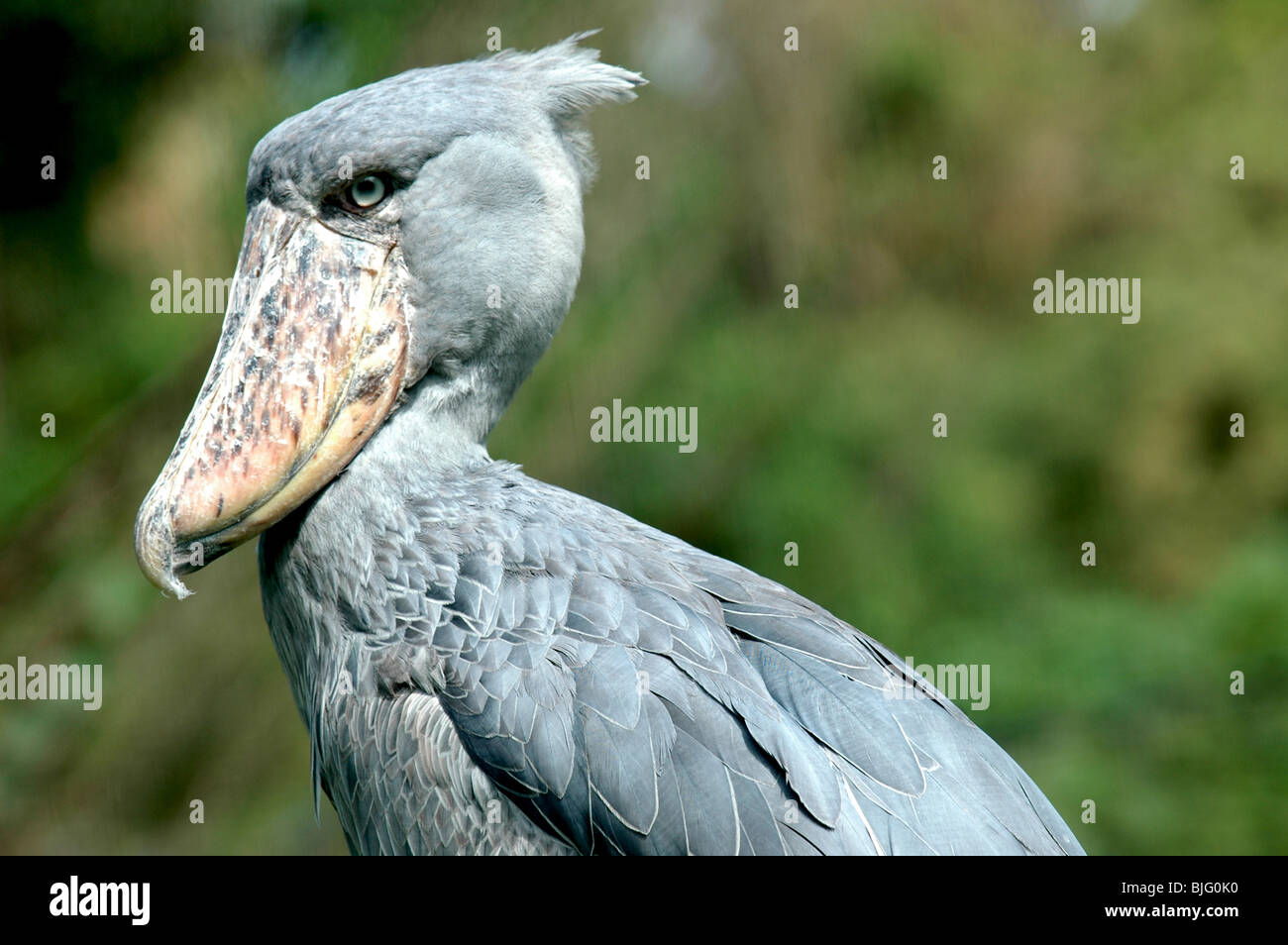 Shoebill stork. Uganda, East Africa © Demelza Cloke Stock Photo - Alamy