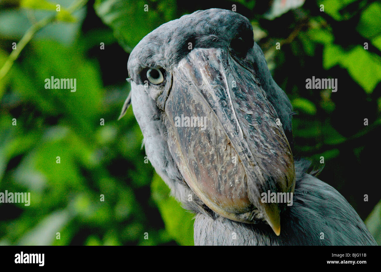 Shoebill stork. Uganda, East Africa © Demelza Cloke Stock Photo - Alamy