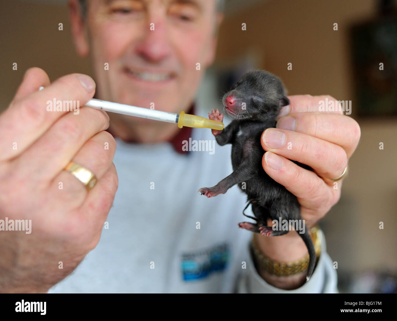 2 day old fox cub being fed and looked after at an Animal Rescue Centre ...