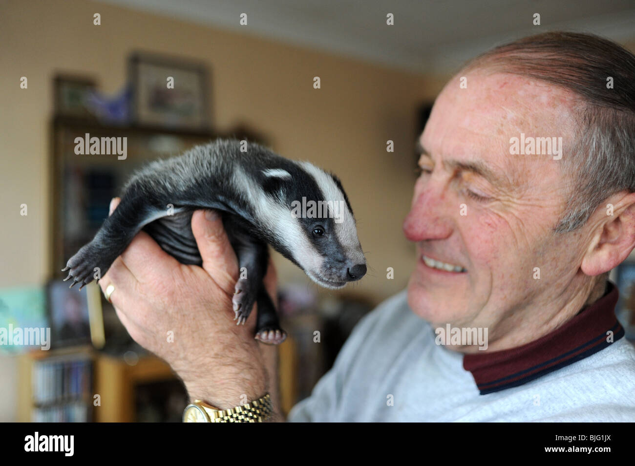 Badger Cubs Stock Photos & Badger Cubs Stock Images - Alamy