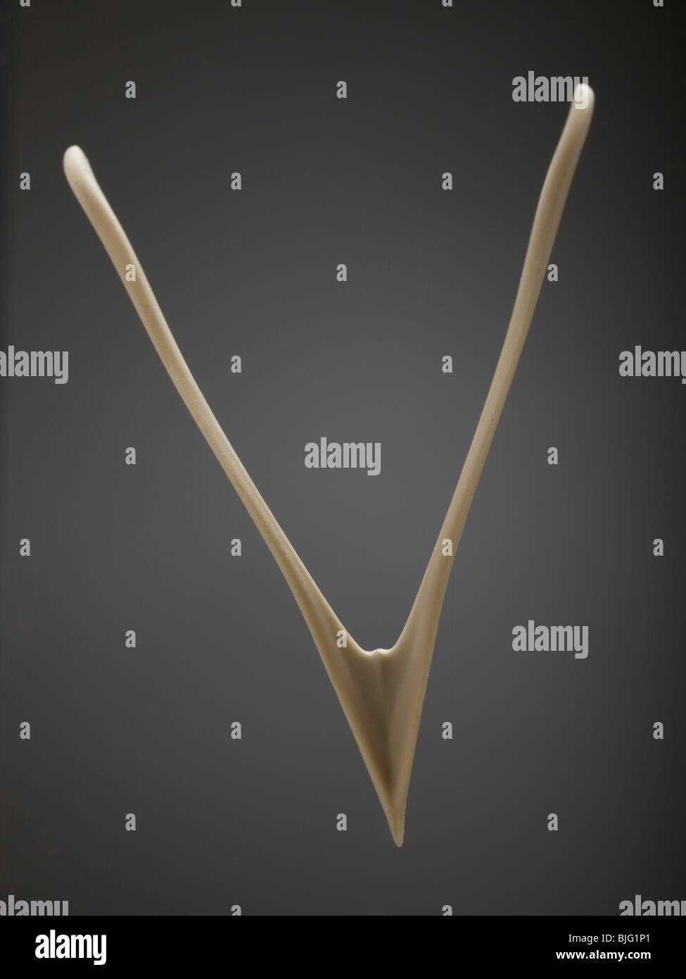 Wishbone hi-res stock photography and images - Alamy