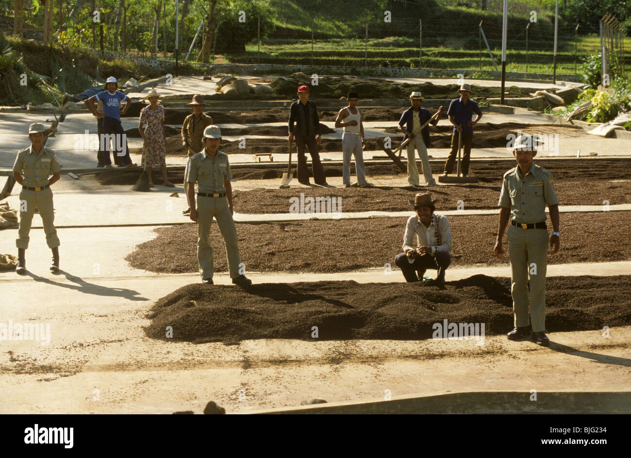 Cloves drying in sun hi-res stock photography and images - Alamy