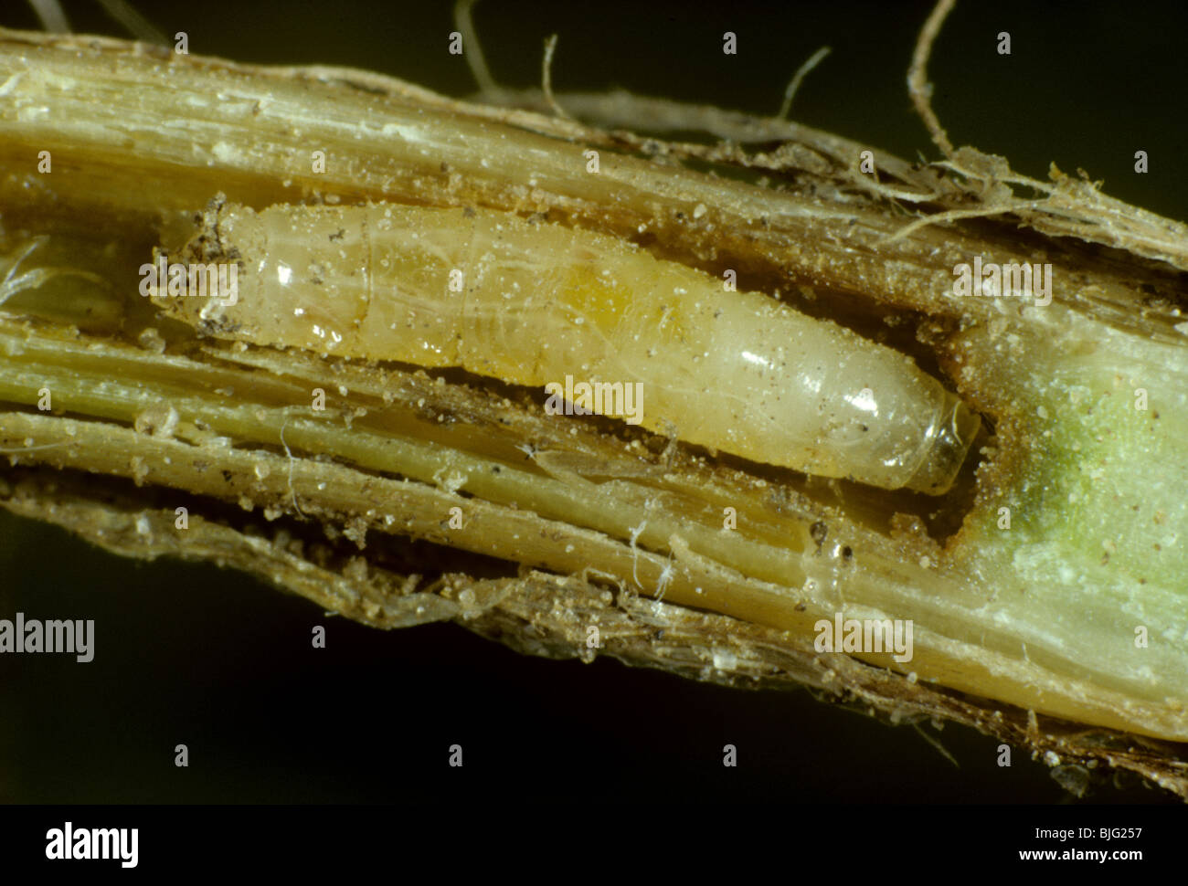 Wheat bulb fly (Delia coarcata) exposed in a wheat stem base Stock ...