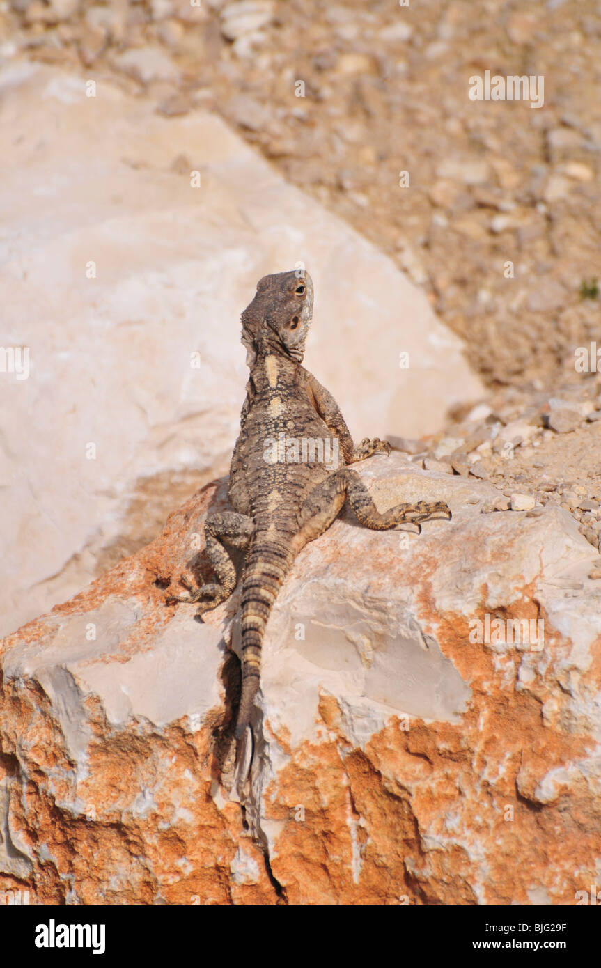 Israel, Roughtail Rock Agama Lizard Agama stellio Stock Photo - Alamy
