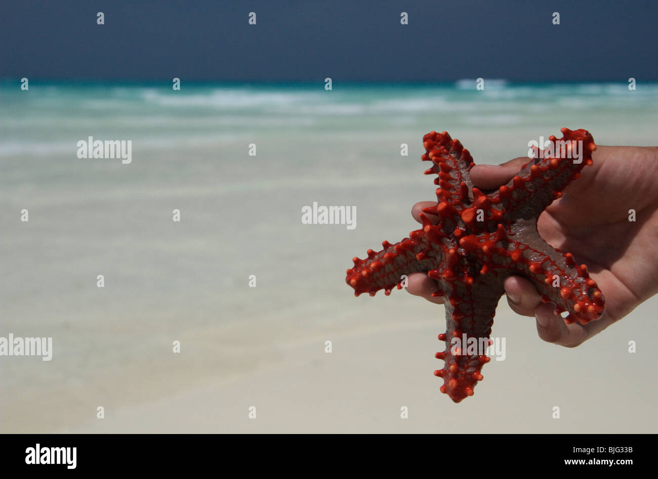 Tropical fish on nungwi beach hi-res stock photography and images - Alamy