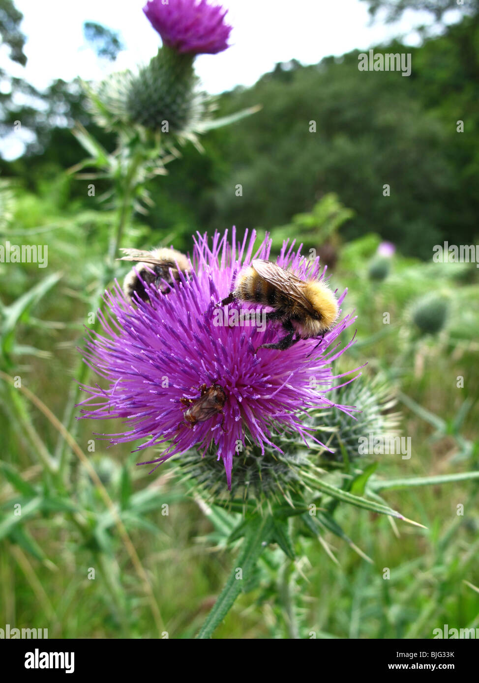 Scottish bee on thistle hi-res stock photography and images - Alamy