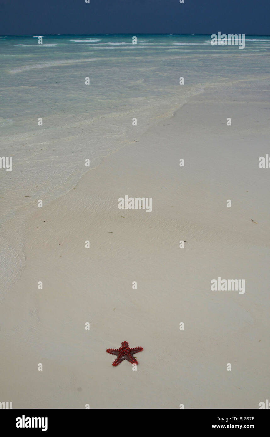 Tropical fish on nungwi beach hi-res stock photography and images - Alamy