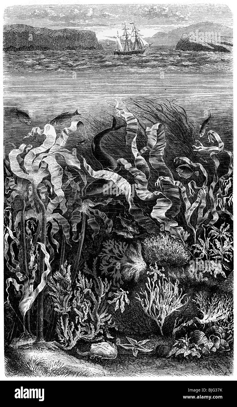 botany, aquatic plants, seaweed and algae, illustration, wood engraving ...