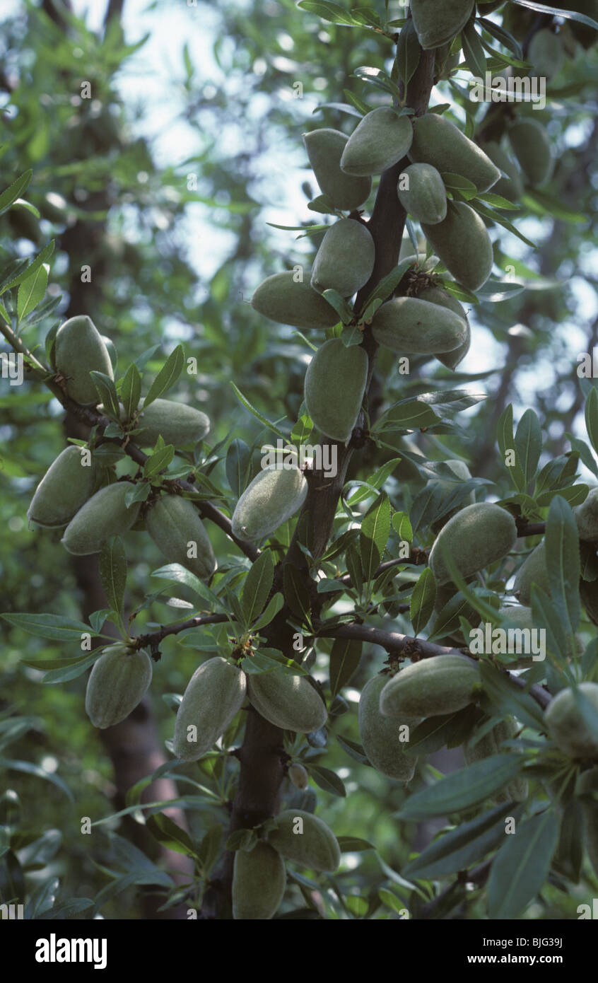 Immature almond fruit on the tree in Greece Stock Photo - Alamy