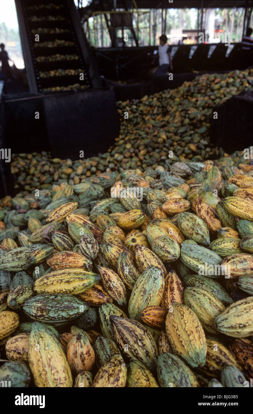 Processing factory cocoa pods hi-res stock photography and images - Alamy
