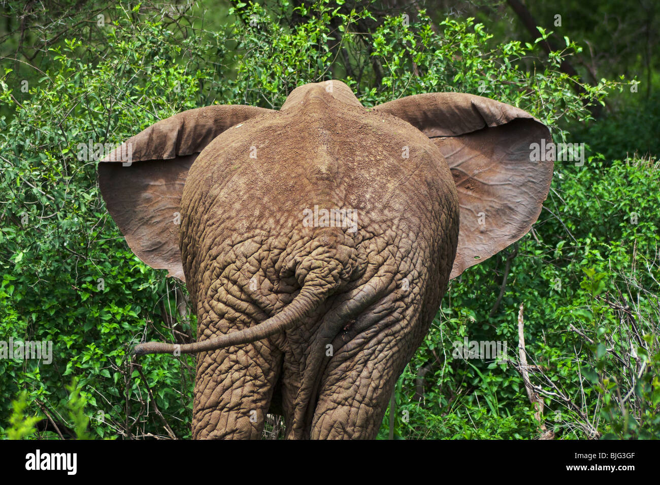 Rear view of an african elephant feeding in the green bushes, Tanzania ...