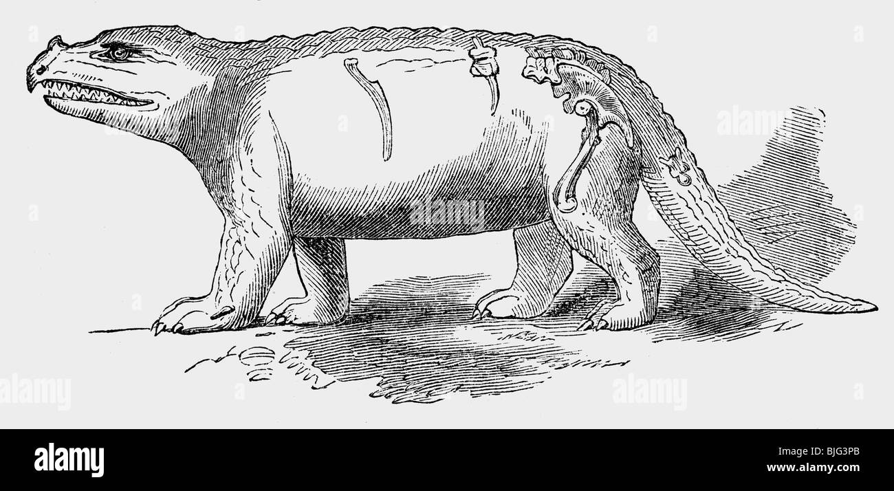 prehistory, animals, dinosaurs, Megalosaurus, illustration, wood ...