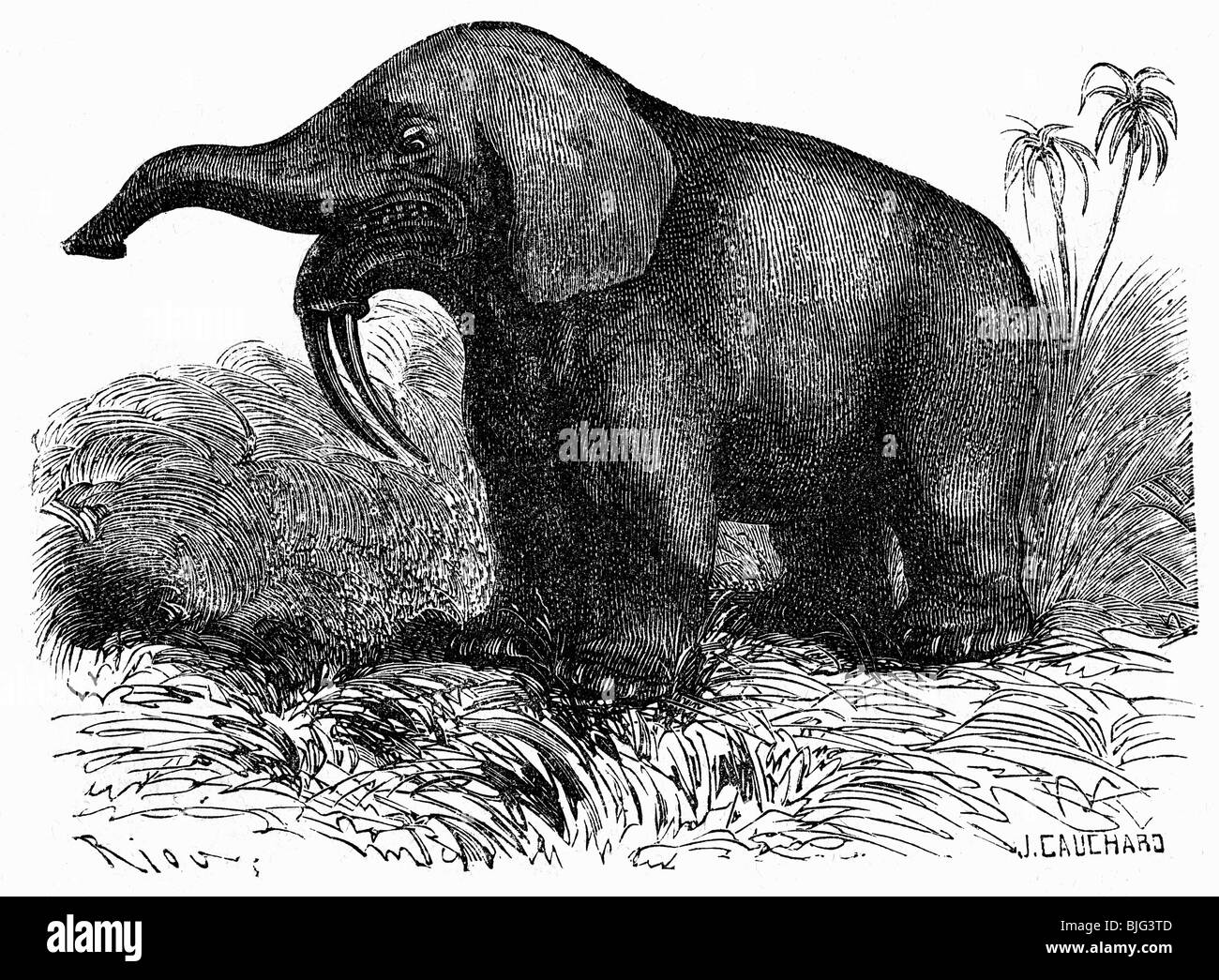 prehistory, animals, Deinotherium, Illustration, by J. Cauchard, wood ...