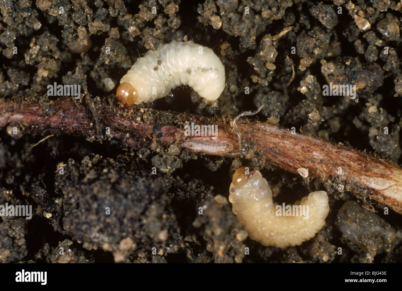 Pea & bean weevil (Sitona lineatus) larvae feeding on field bean root ...