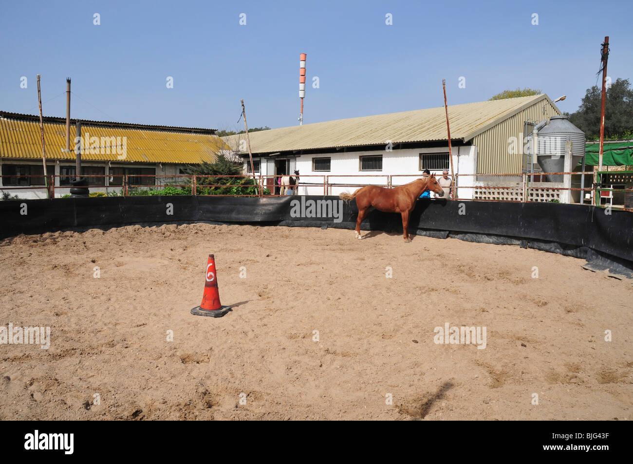 Horse in a corral Stock Photo - Alamy