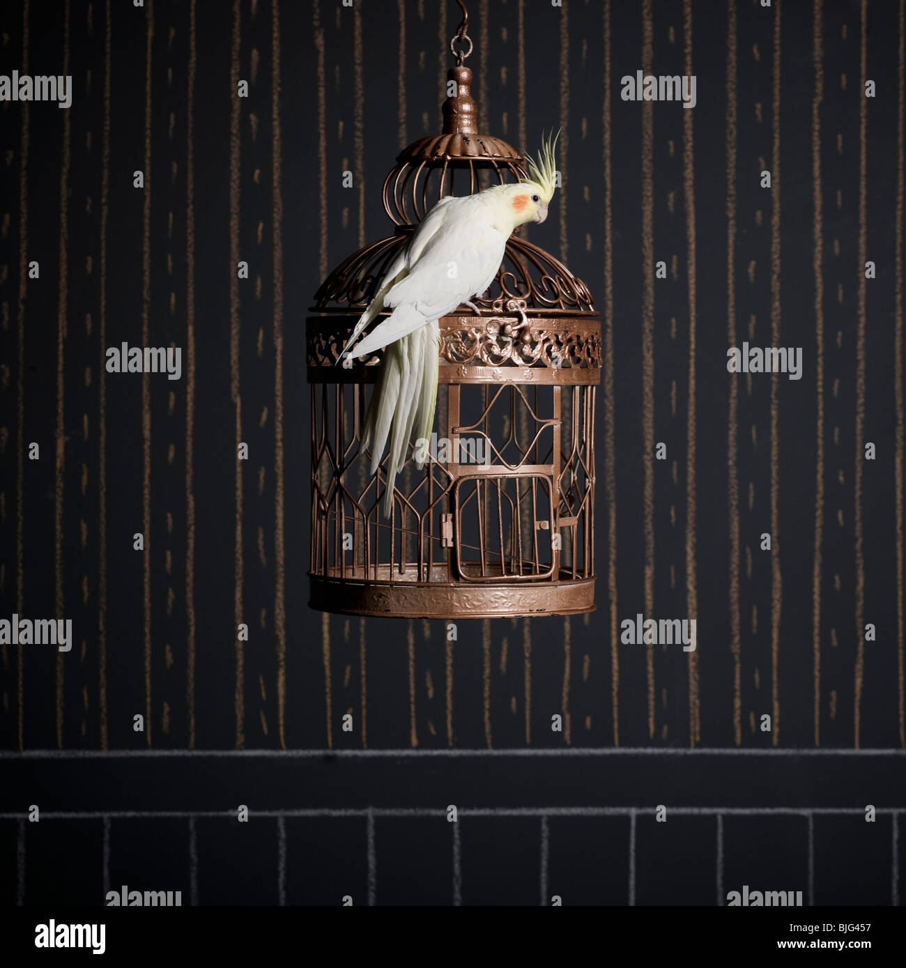 birdcage and a cockatiel Stock Photo - Alamy
