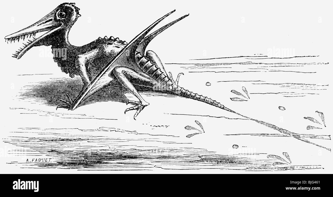 Rhamphorhynchus Dinosaur Revolution