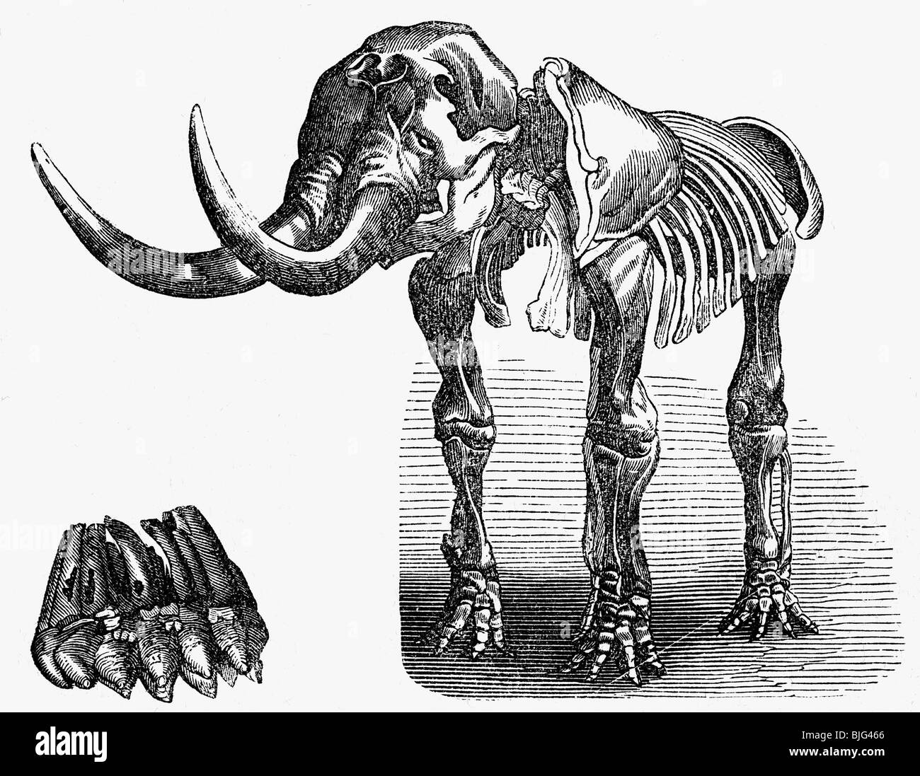 Mastodon illustration Black and White Stock Photos & Images - Alamy
