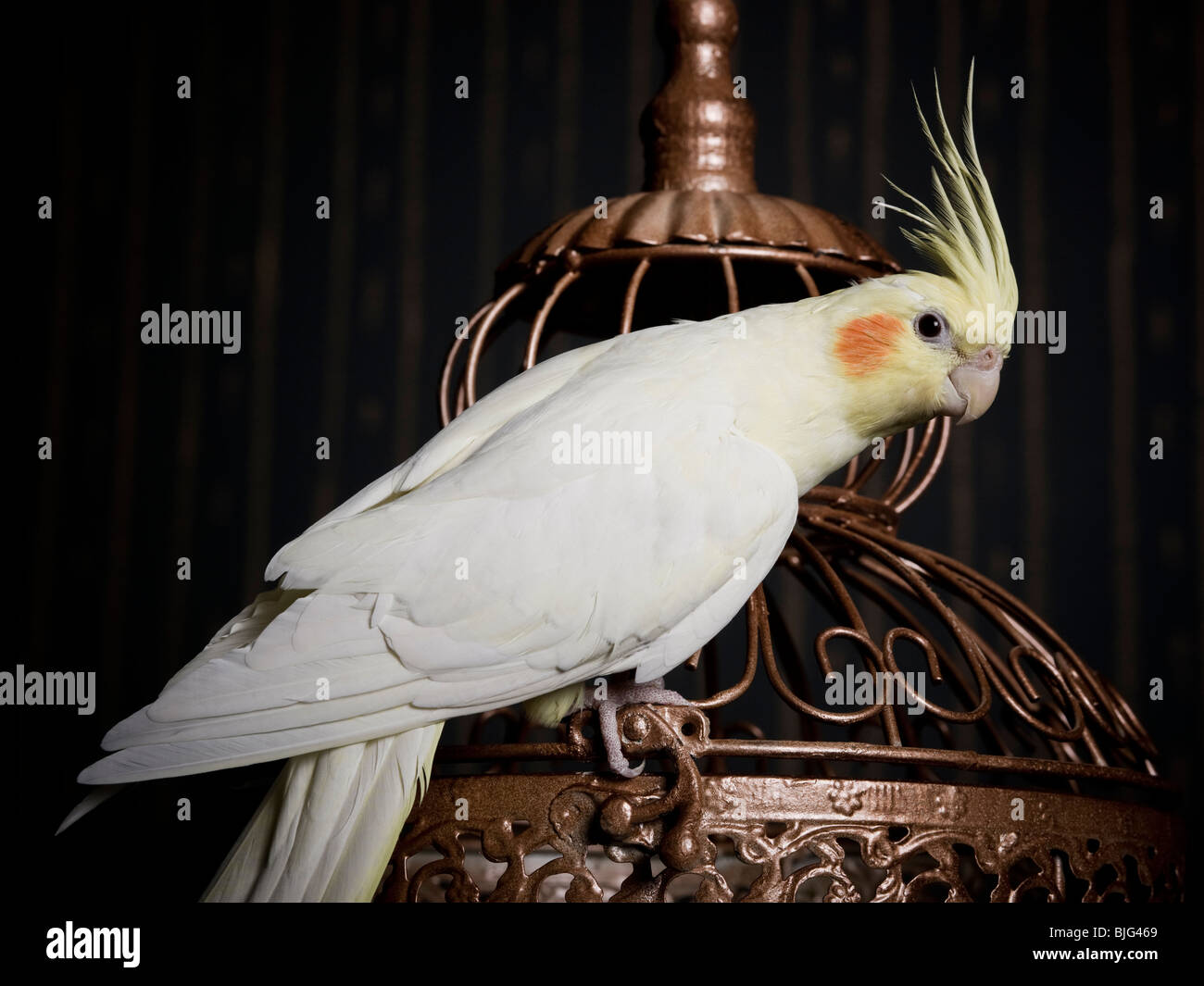 Cockatiel and cage hi-res stock photography and images - Alamy