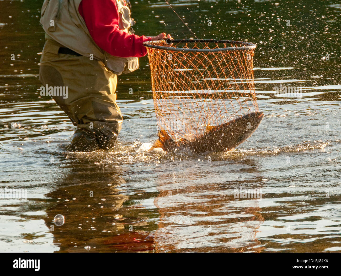NEW BRUNSWICK, Fly fishing guide netting Atlantic Salmon on the ...