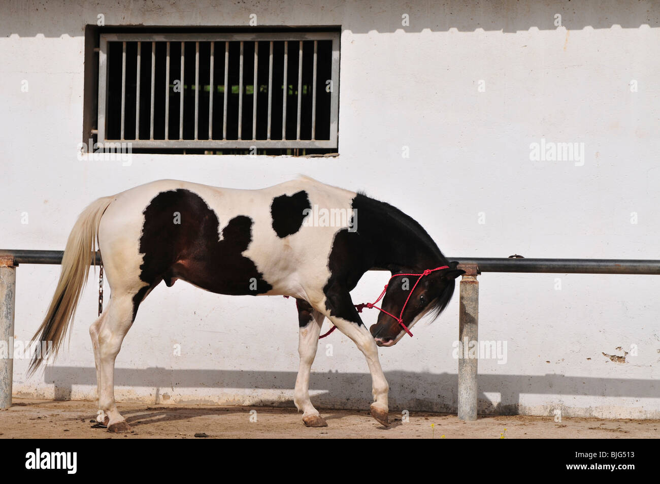 Horse in a corral Stock Photo - Alamy