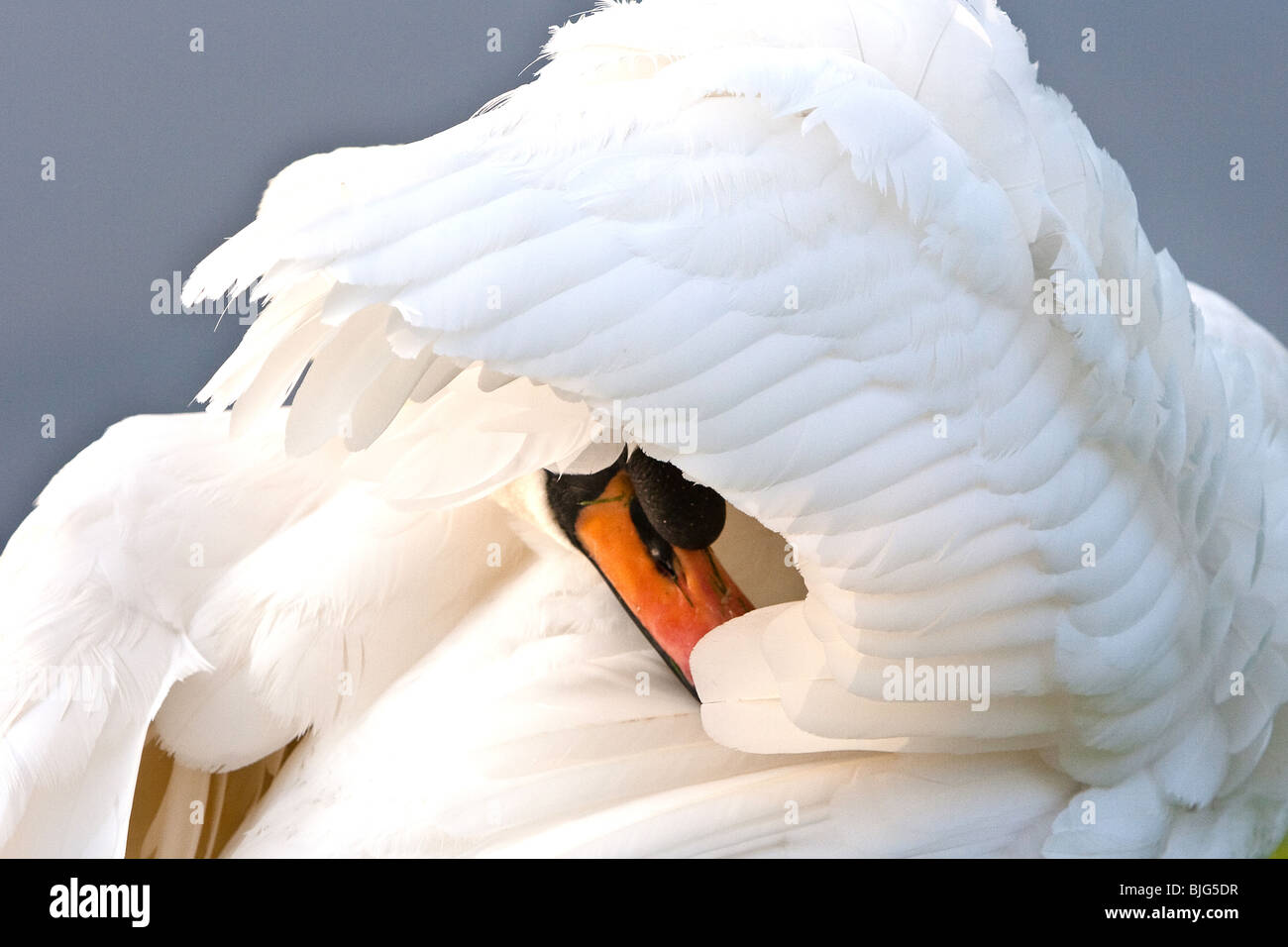 Swan preening feathers Stock Photo - Alamy