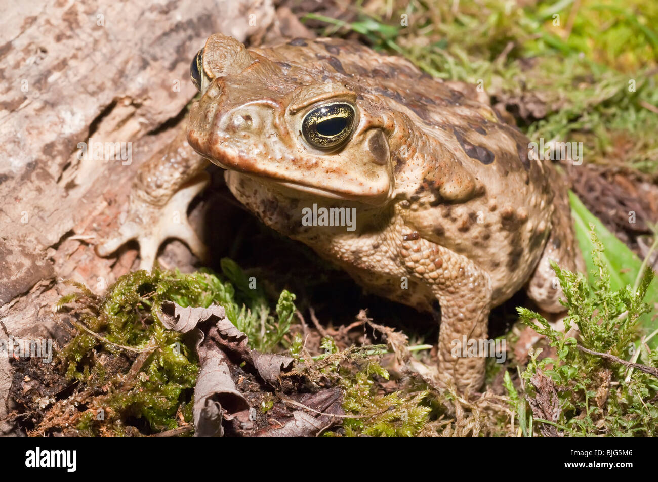 Cane toad, Bufo marinus, also known as Giant Neotropical toad or marine ...