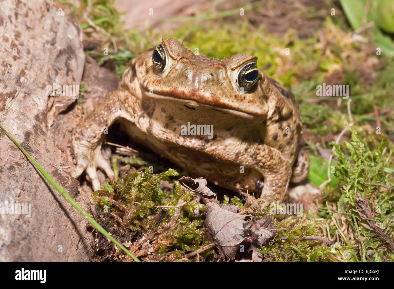 Cane toad, Bufo marinus, also known as Giant Neotropical toad or marine ...