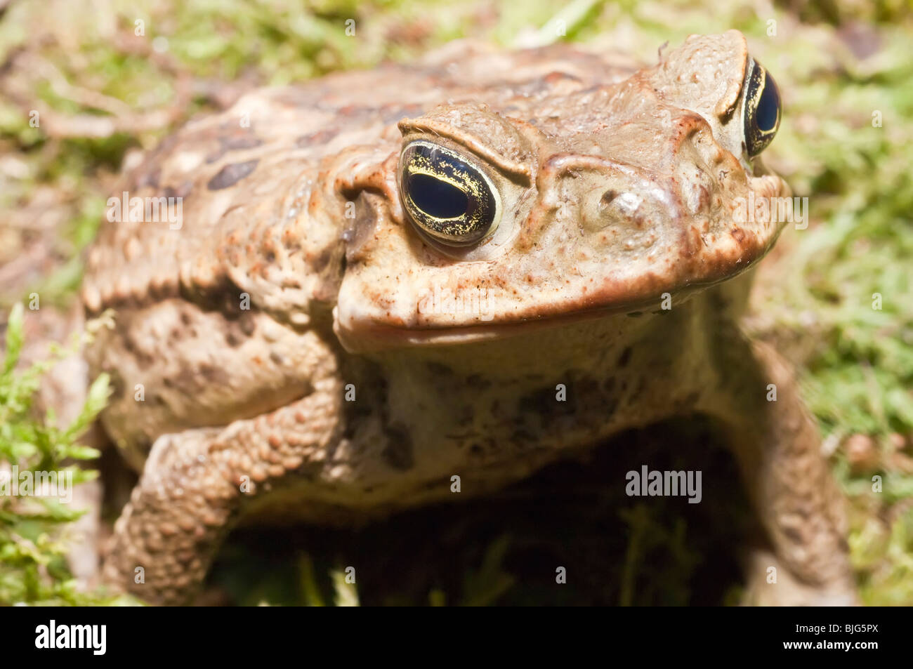 Cane toad, Bufo marinus, also known as Giant Neotropical toad or marine ...